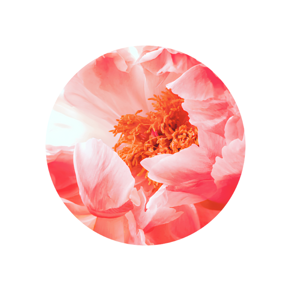 Peonile™ – perfumiarz.com