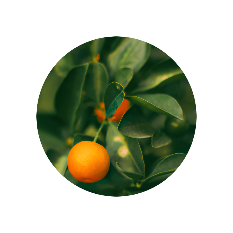 Petitgrain Mandarin Oil – perfumiarz.com